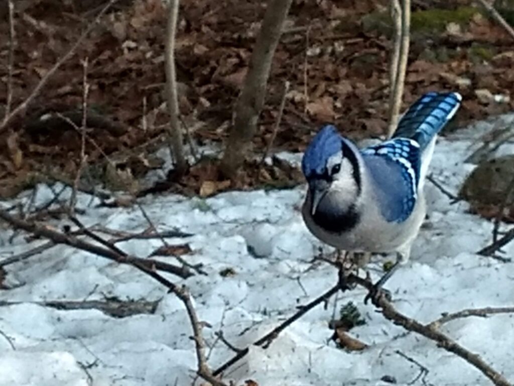 Good Morning Blue Jay (Part 2) – Debbie Philp
