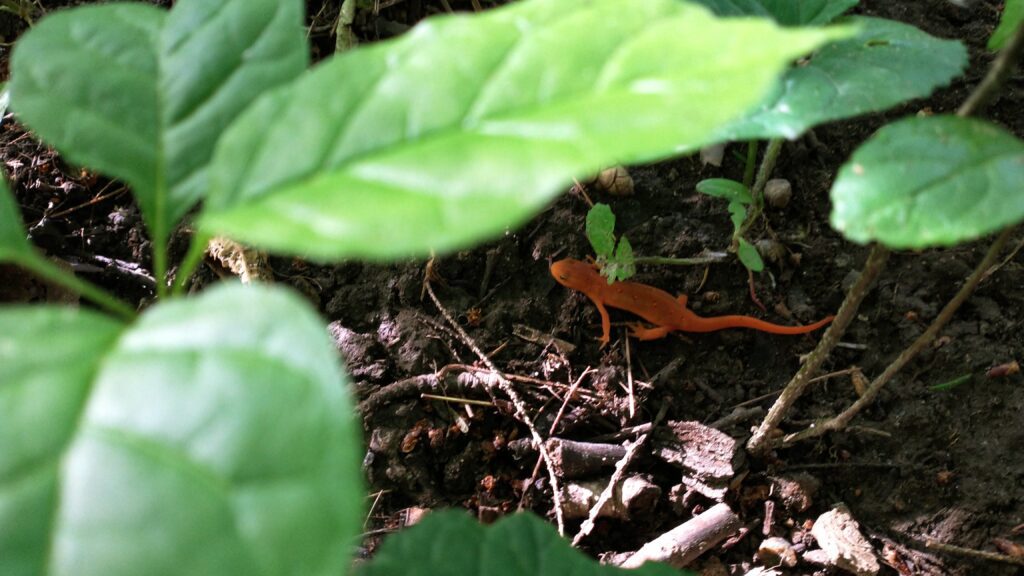 Red Eft, Spiritual Nomad – Debbie Philp